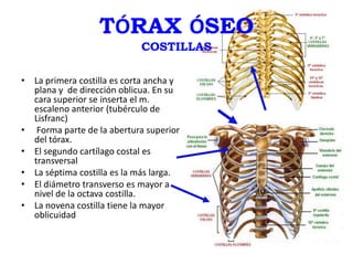Topografia de Torax | PPT