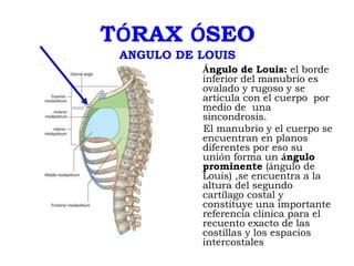 Topografia de Torax | PPT