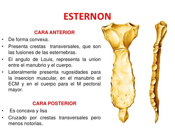 1 torax esqueleto articulaciones