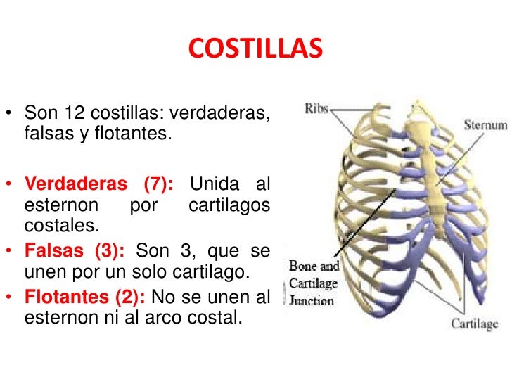 1 torax esqueleto articulaciones