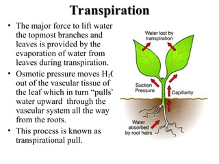 1Transport System in plants a journey of waters and minerals.ppt