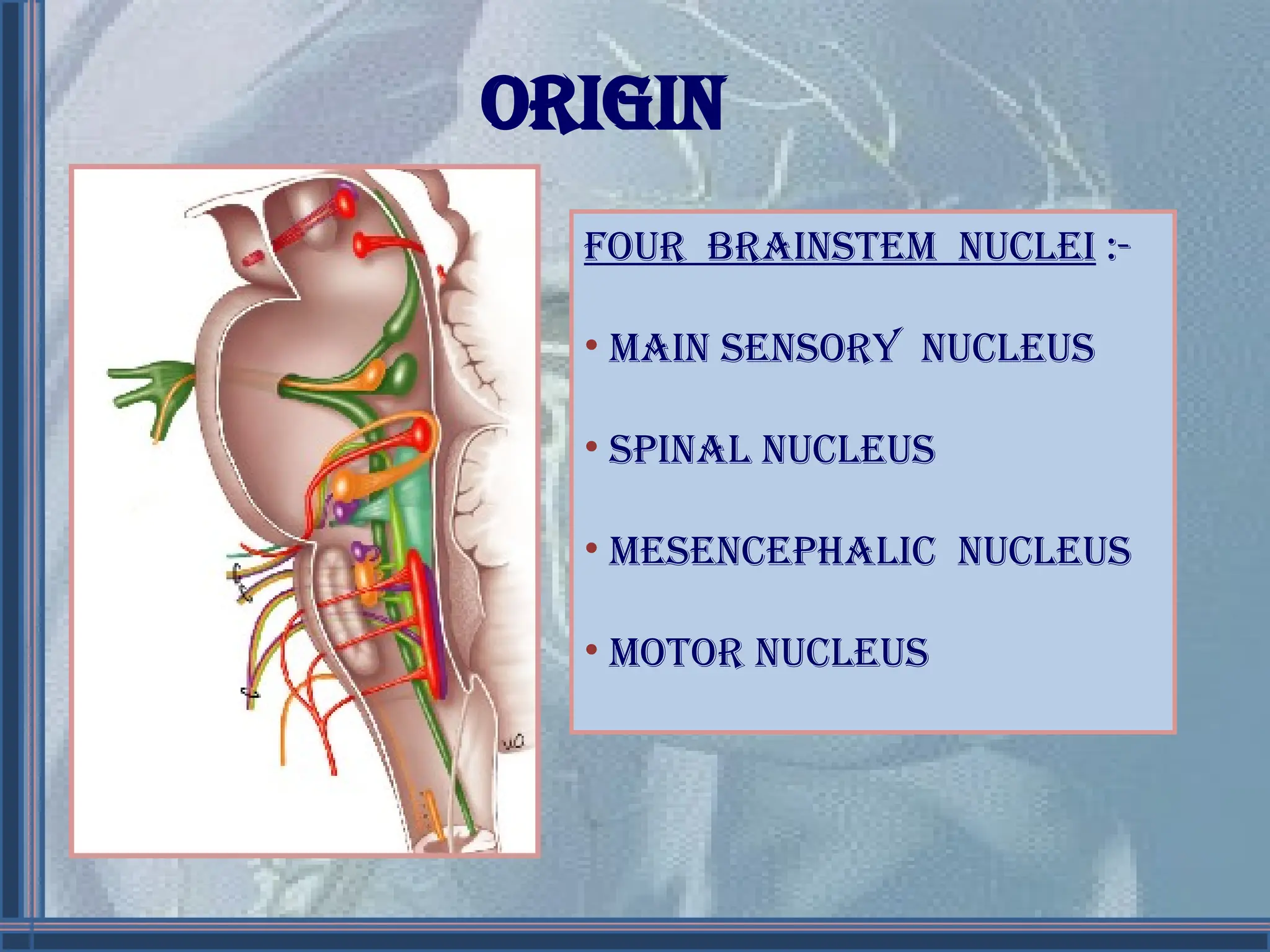 "The Trigeminal Nerve: Anatomy, Function, Clinical Significance, and ...
