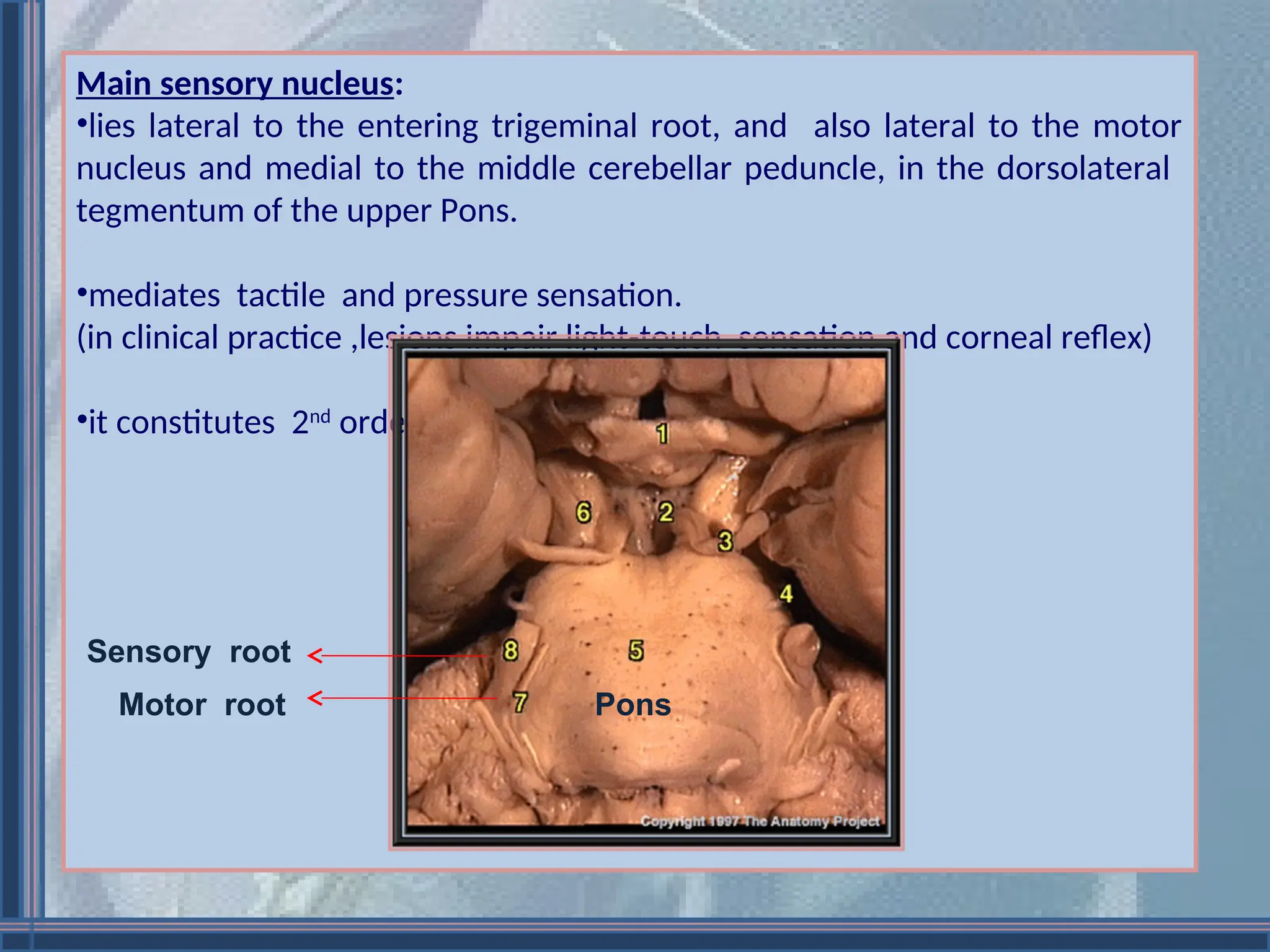 "The Trigeminal Nerve: Anatomy, Function, Clinical Significance, and ...