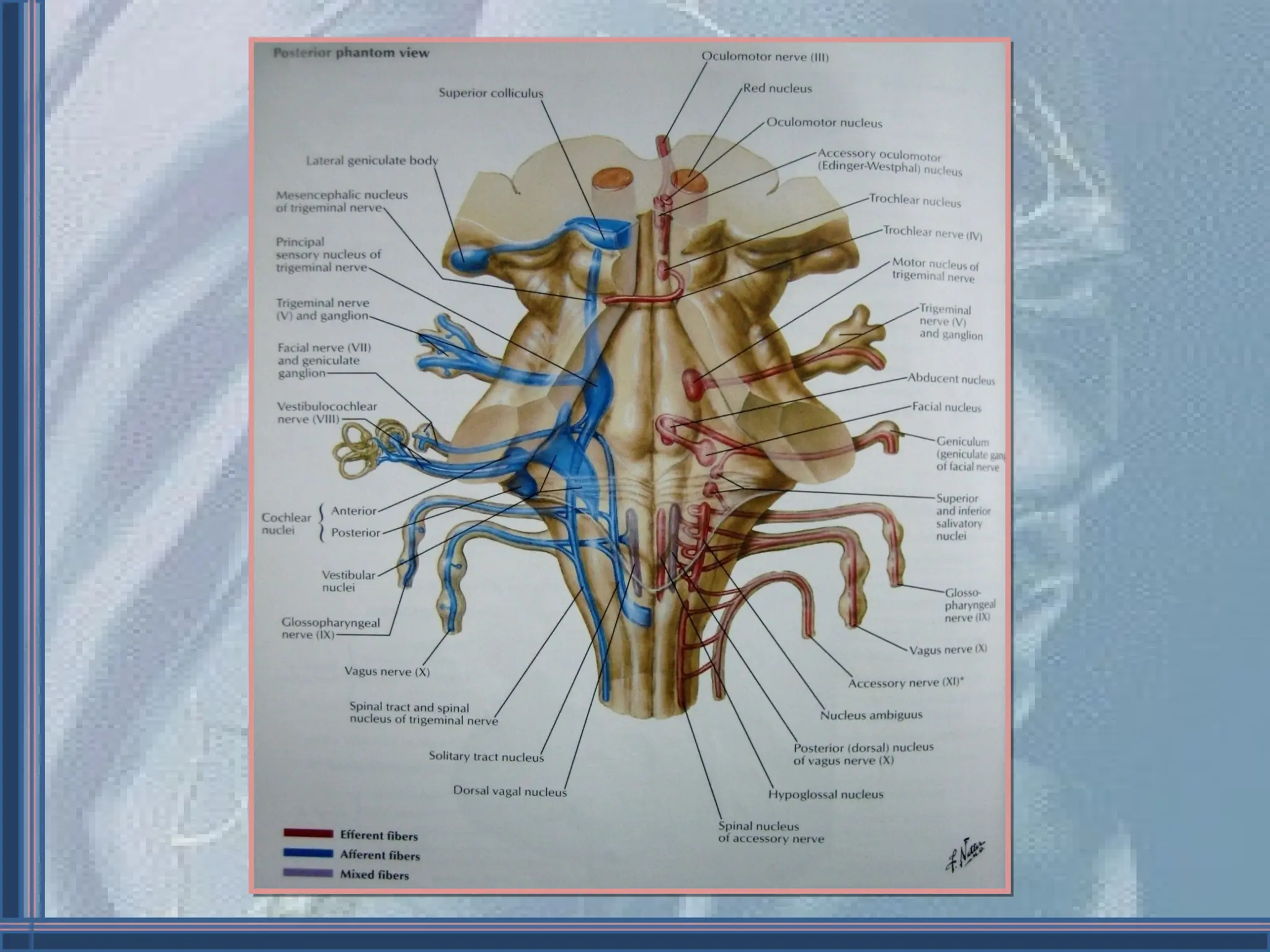 "The Trigeminal Nerve: Anatomy, Function, Clinical Significance, and ...