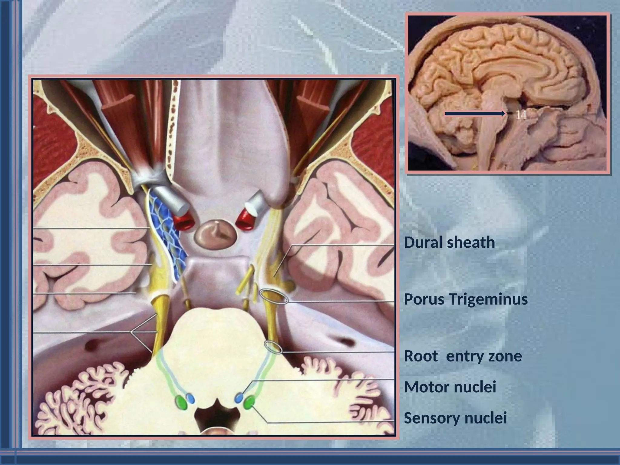 "The Trigeminal Nerve: Anatomy, Function, Clinical Significance, and ...