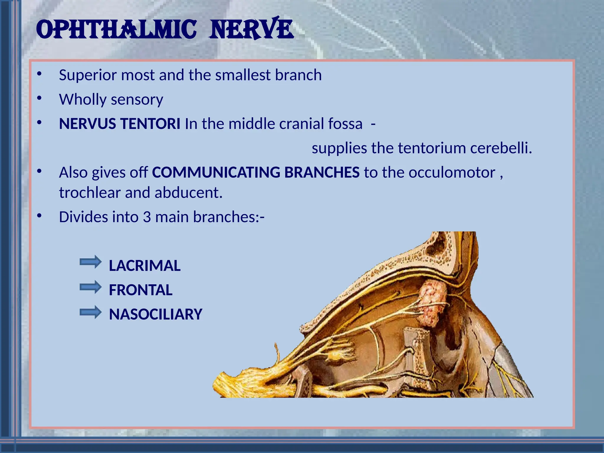 "The Trigeminal Nerve: Anatomy, Function, Clinical Significance, and ...