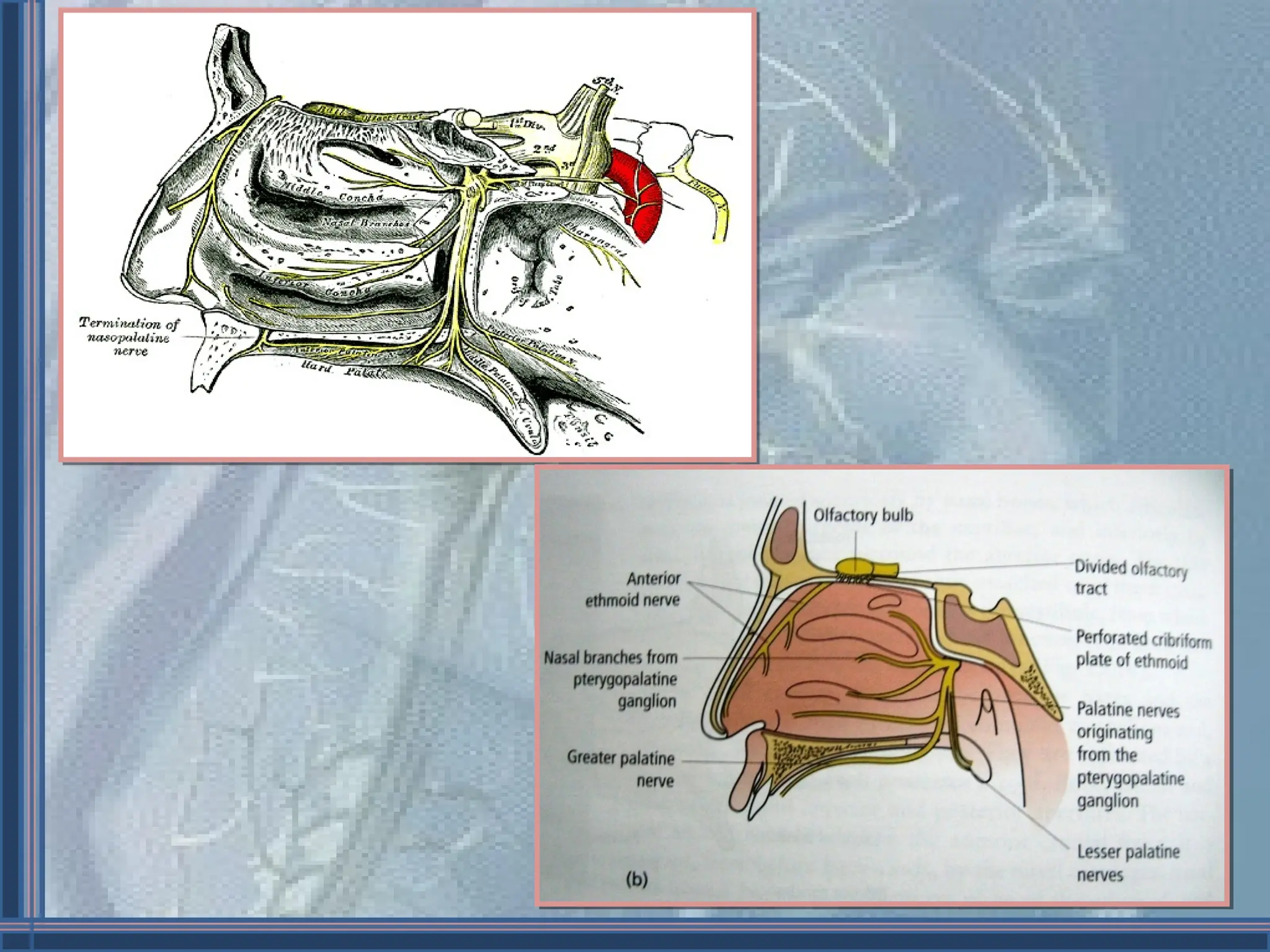 "The Trigeminal Nerve: Anatomy, Function, Clinical Significance, and ...
