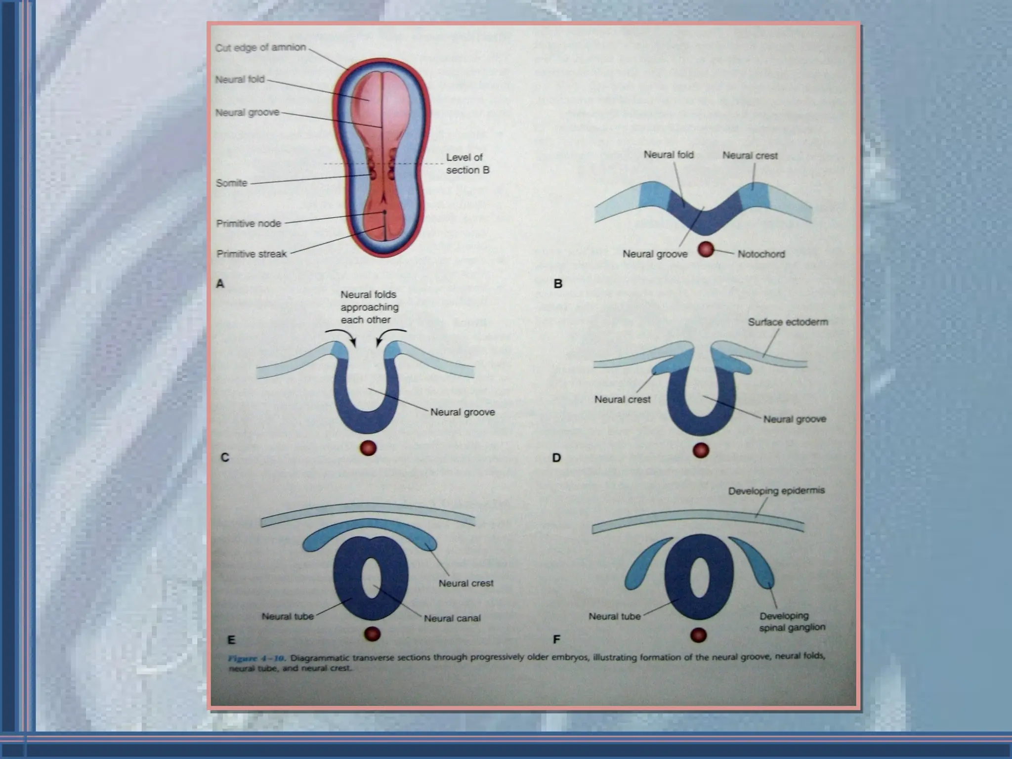 "The Trigeminal Nerve: Anatomy, Function, Clinical Significance, and ...