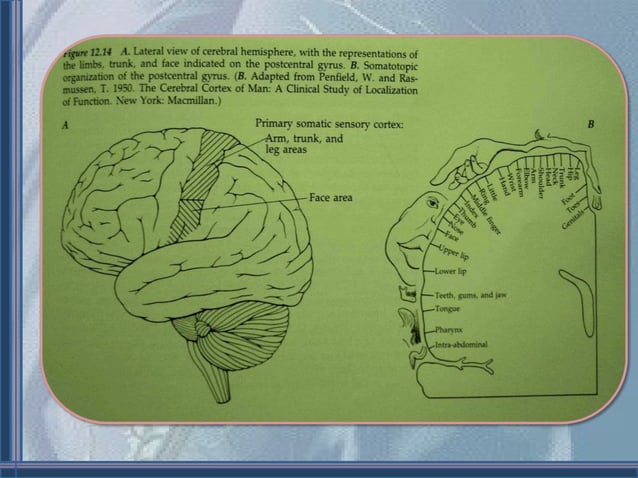 "The Trigeminal Nerve: Anatomy, Function, Clinical Significance, and ...