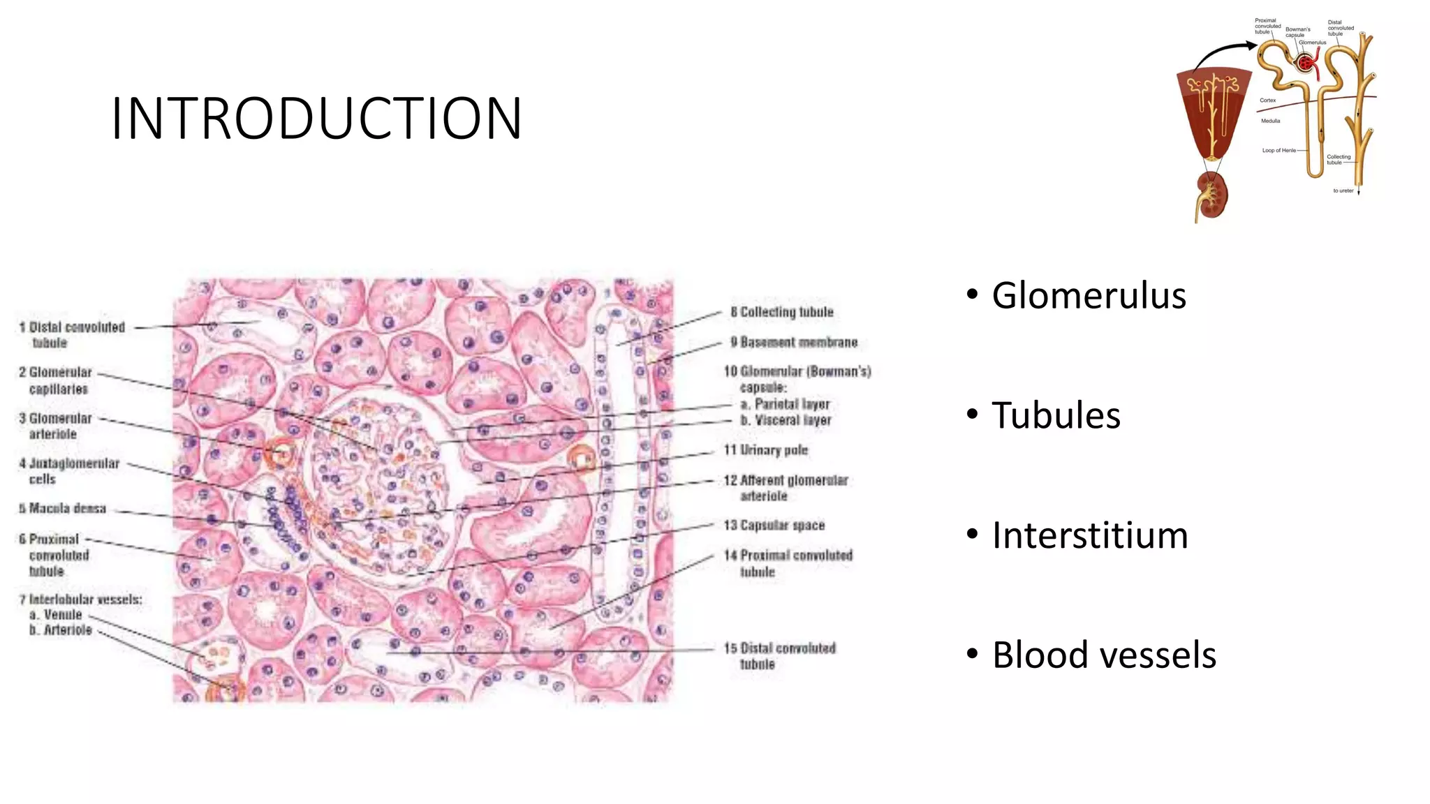 Tubulointerstitial disease | PPTX