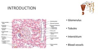 Tubulointerstitial disease | PPTX