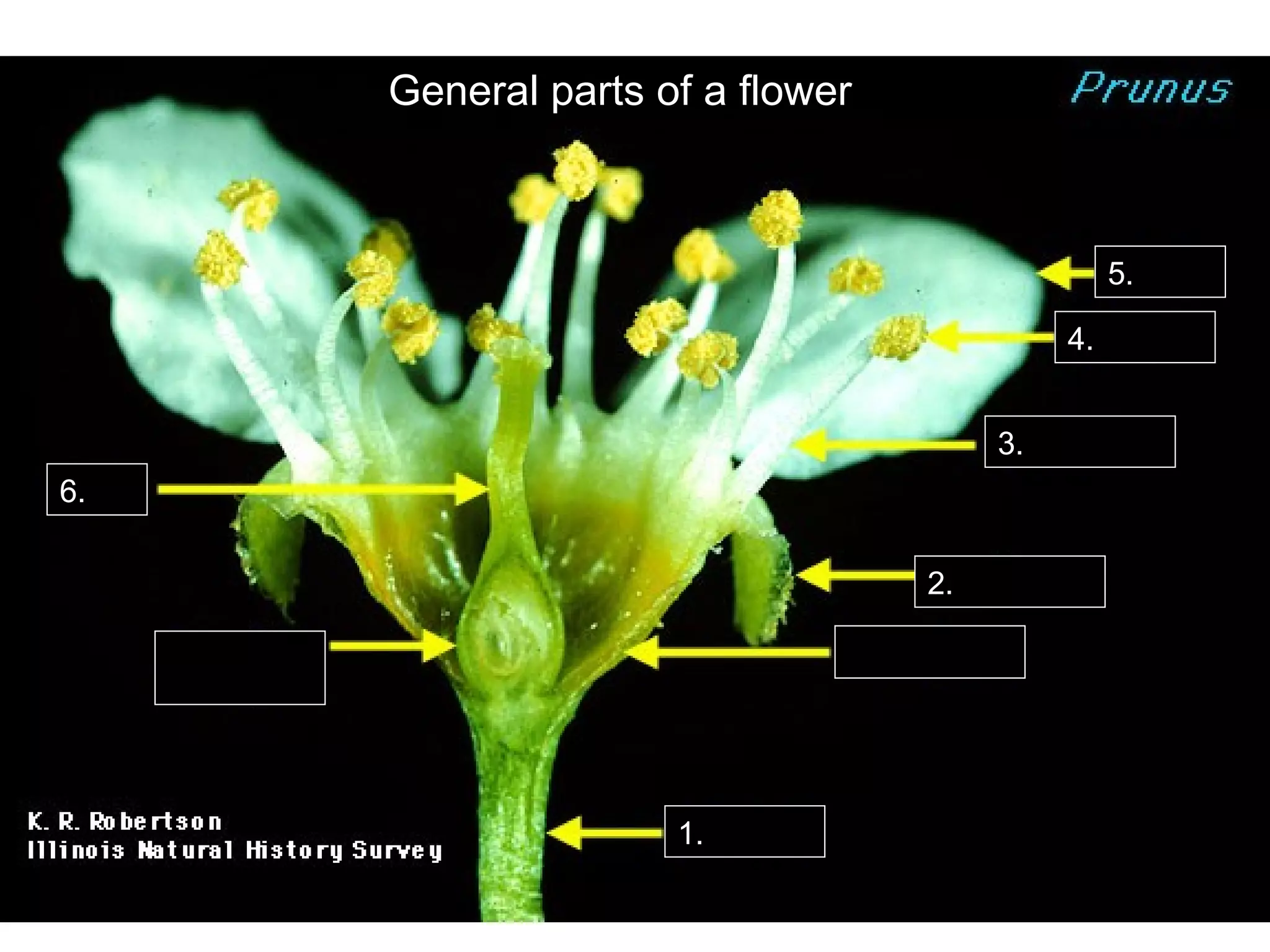 Chapter 16 Reproduction in Plants Lesson 1 - Types of reproduction in ...