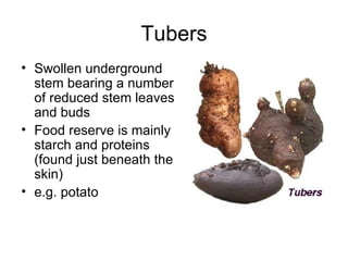 Chapter 16 Reproduction in Plants Lesson 1 - Types of reproduction in ...