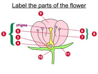 Chapter 16 Reproduction in Plants Lesson 1 - Types of reproduction in ...