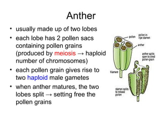 Chapter 16 Reproduction in Plants Lesson 1 - Types of reproduction in ...