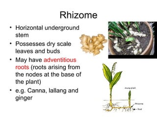 Chapter 16 Reproduction in Plants Lesson 1 - Types of reproduction in ...