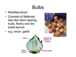 Chapter 16 Reproduction in Plants Lesson 1 - Types of reproduction in ...