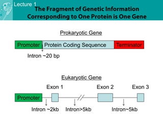 1 universal features of life on earth | PPT