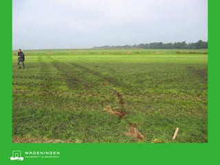 Diminishing peat oxidation of agricultural peat soils by infiltration ...
