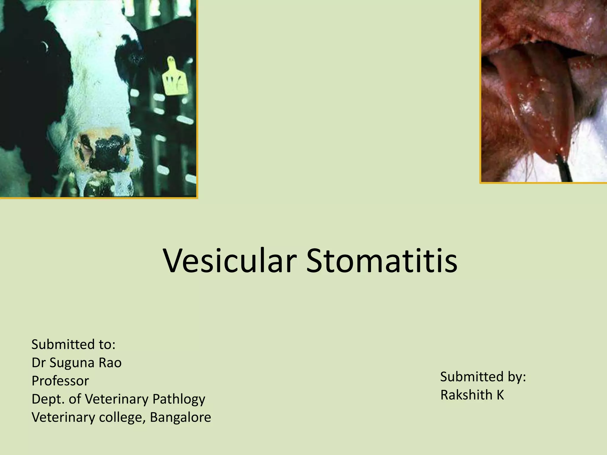 Vesicular stomatitis in Cattle, Horse and pigs | PPTX