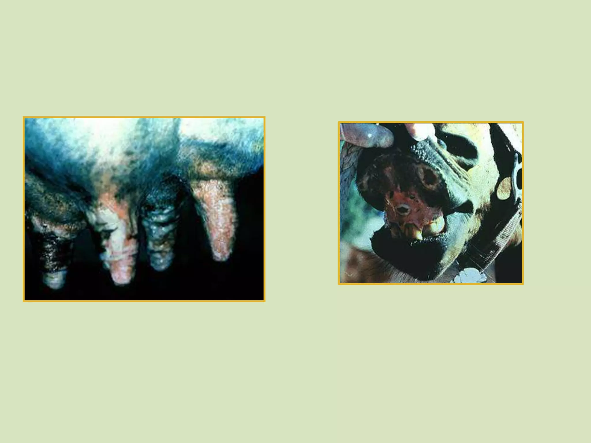 Vesicular stomatitis in Cattle, Horse and pigs | PPTX