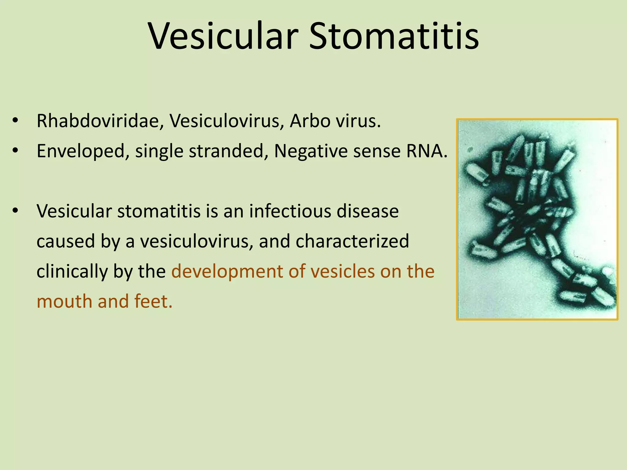 Vesicular stomatitis in Cattle, Horse and pigs | PPTX