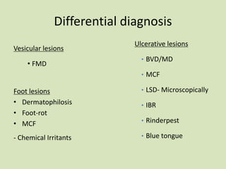 Vesicular stomatitis in Cattle, Horse and pigs | PPTX