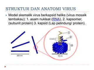 [1] VIROLOGI.pptx