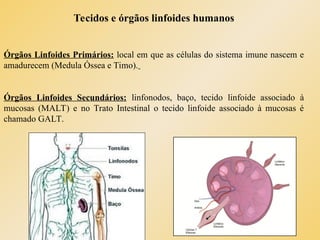 visão Geral Sistema IMUNOLÓGICO ATENÇÃO PRIMARIA | PPT