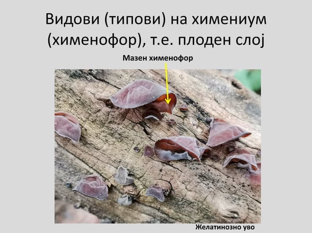 1 voved nutricionizam | PDF