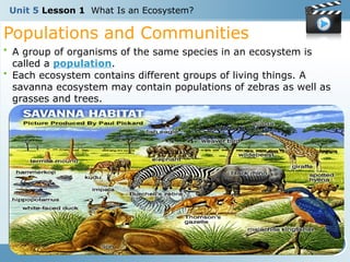 Unit 5 Lesson 1 | What Is an Ecosystem | PowerPoint | PPTX