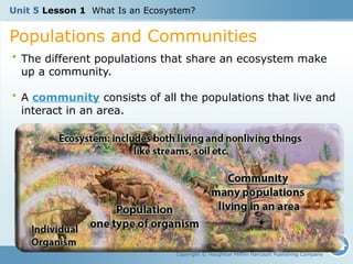 Unit 5 Lesson 1 | What Is an Ecosystem | PowerPoint | PPTX