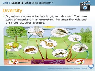 Unit 5 Lesson 1 | What Is an Ecosystem | PowerPoint | PPTX