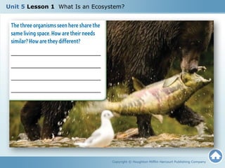 Unit 5 Lesson 1 | What Is an Ecosystem | PowerPoint | PPTX
