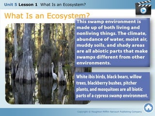 Unit 5 Lesson 1 | What Is an Ecosystem | PowerPoint | PPTX