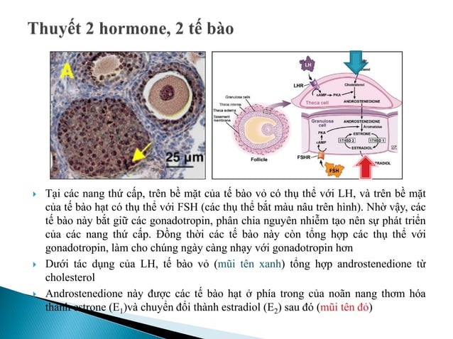 ATLAS SỰ PHÁT TRIỄN NOÃN NANG - SINH LÝ STEROID HORMONE SINH DỤC | PDF