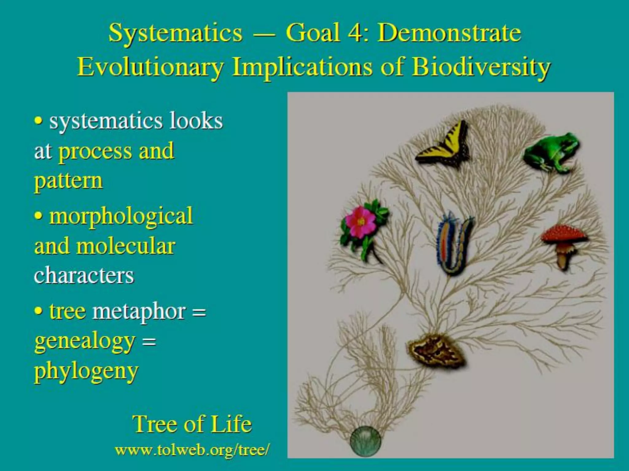 What is Systematics | PDF