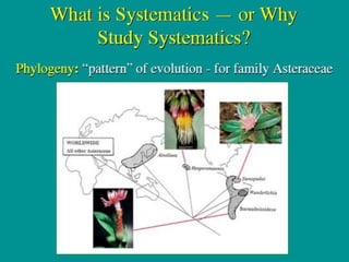 What is Systematics | PDF