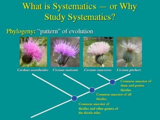 What is Systematics | PDF