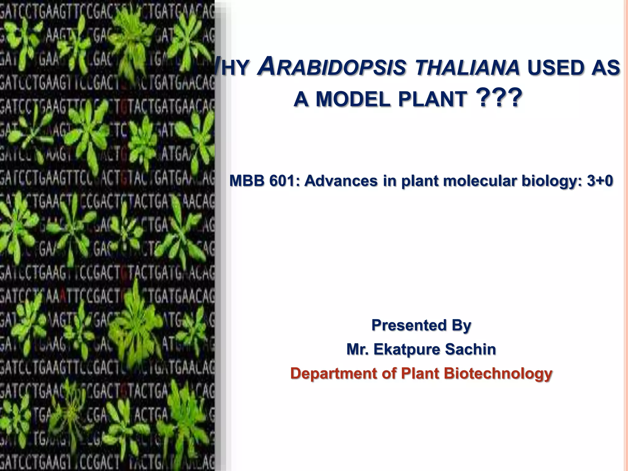 Why arabidopsis is a model plant | PPTX