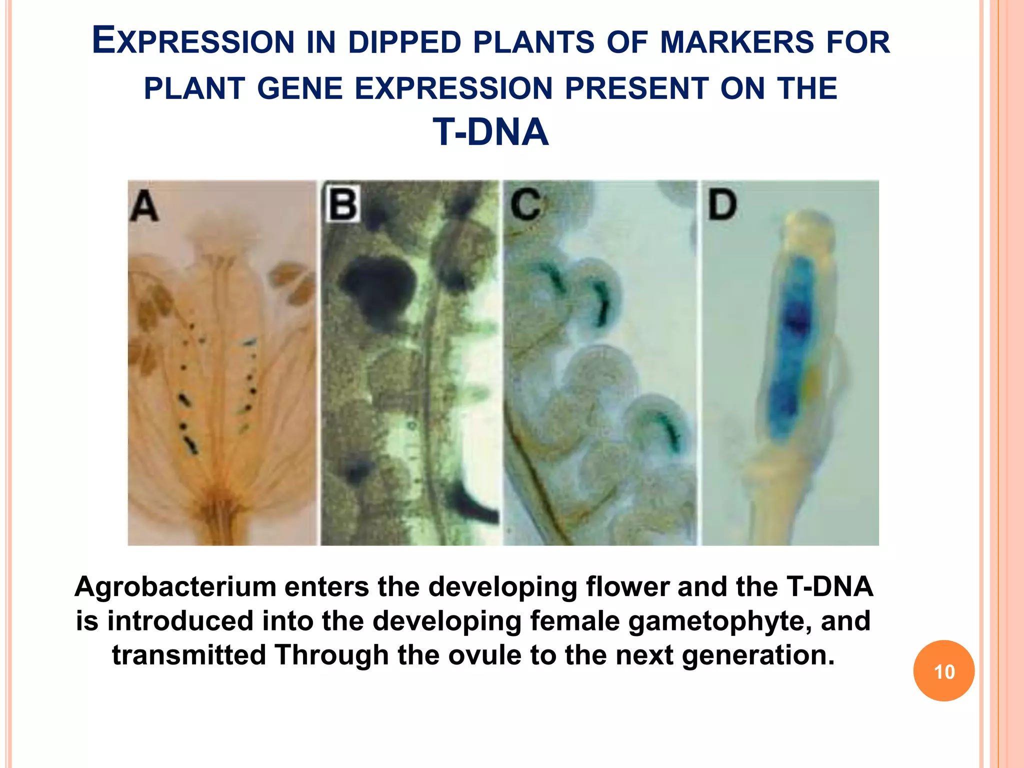 Why arabidopsis is a model plant | PPTX