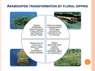 Why arabidopsis is a model plant | PPTX