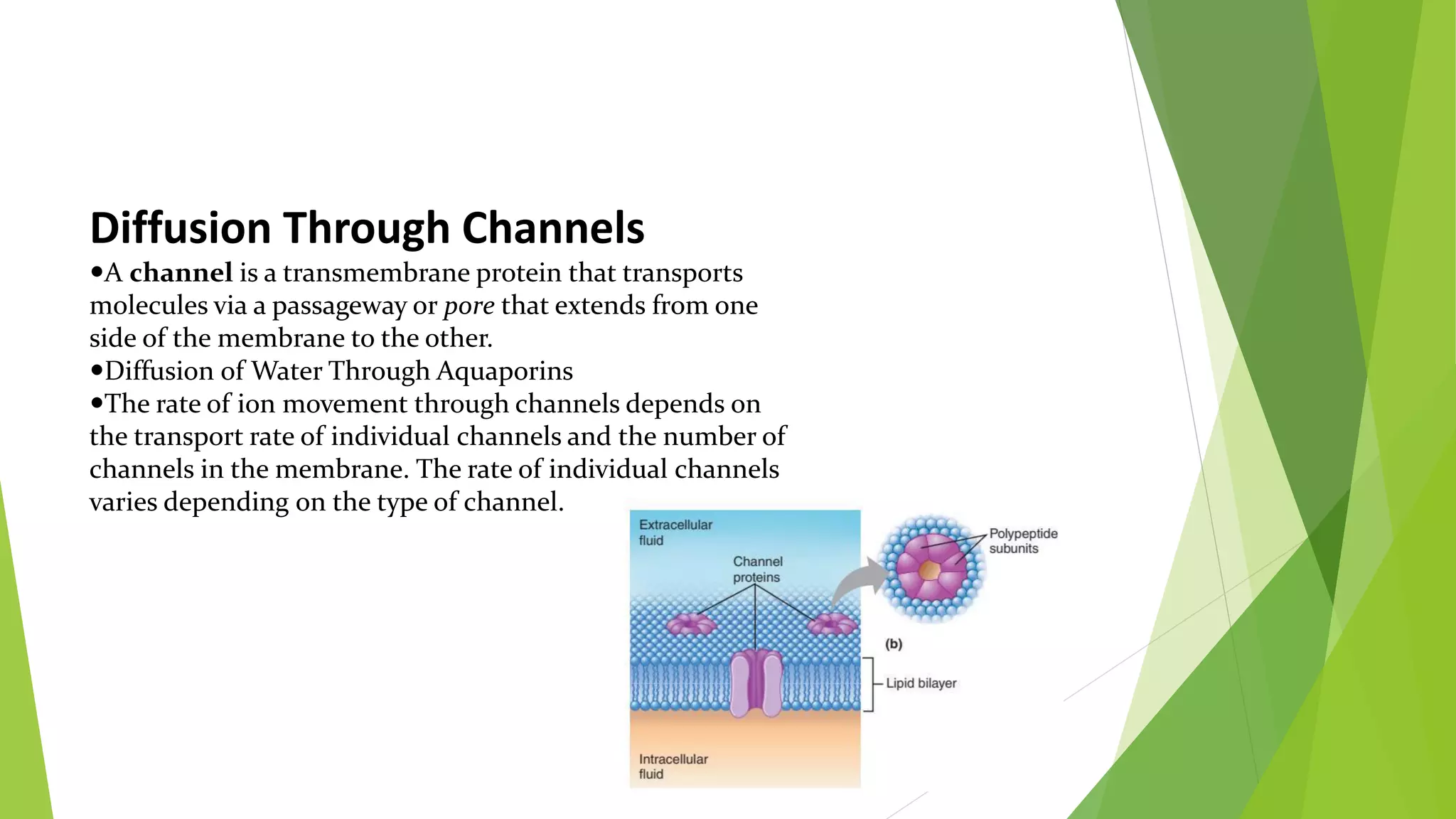 Lecture on cell membrane transport | PDF