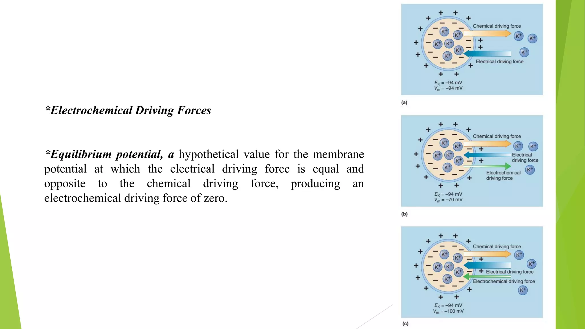 Lecture on cell membrane transport | PDF