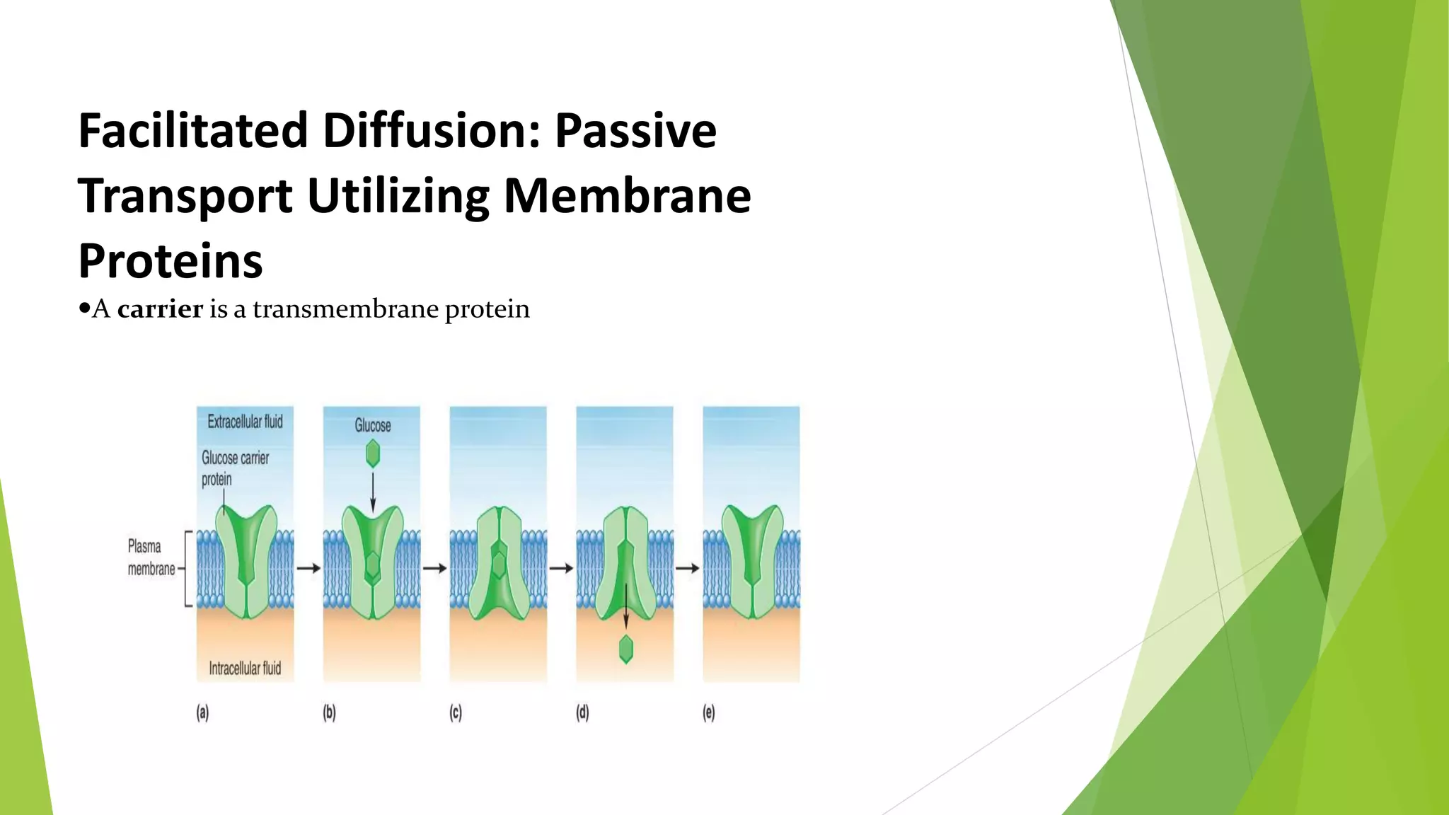 Lecture on cell membrane transport | PDF