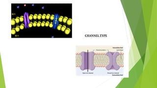 Lecture on cell membrane transport | PDF