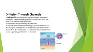 Lecture on cell membrane transport | PDF