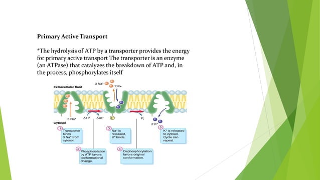 Lecture on cell membrane transport | PPT