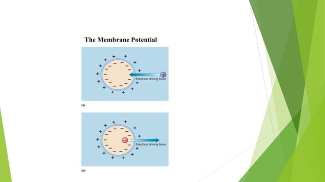 Lecture on cell membrane transport | PPT