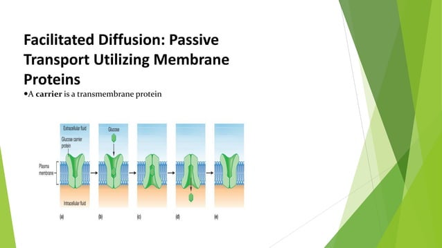 Lecture on cell membrane transport | PPT